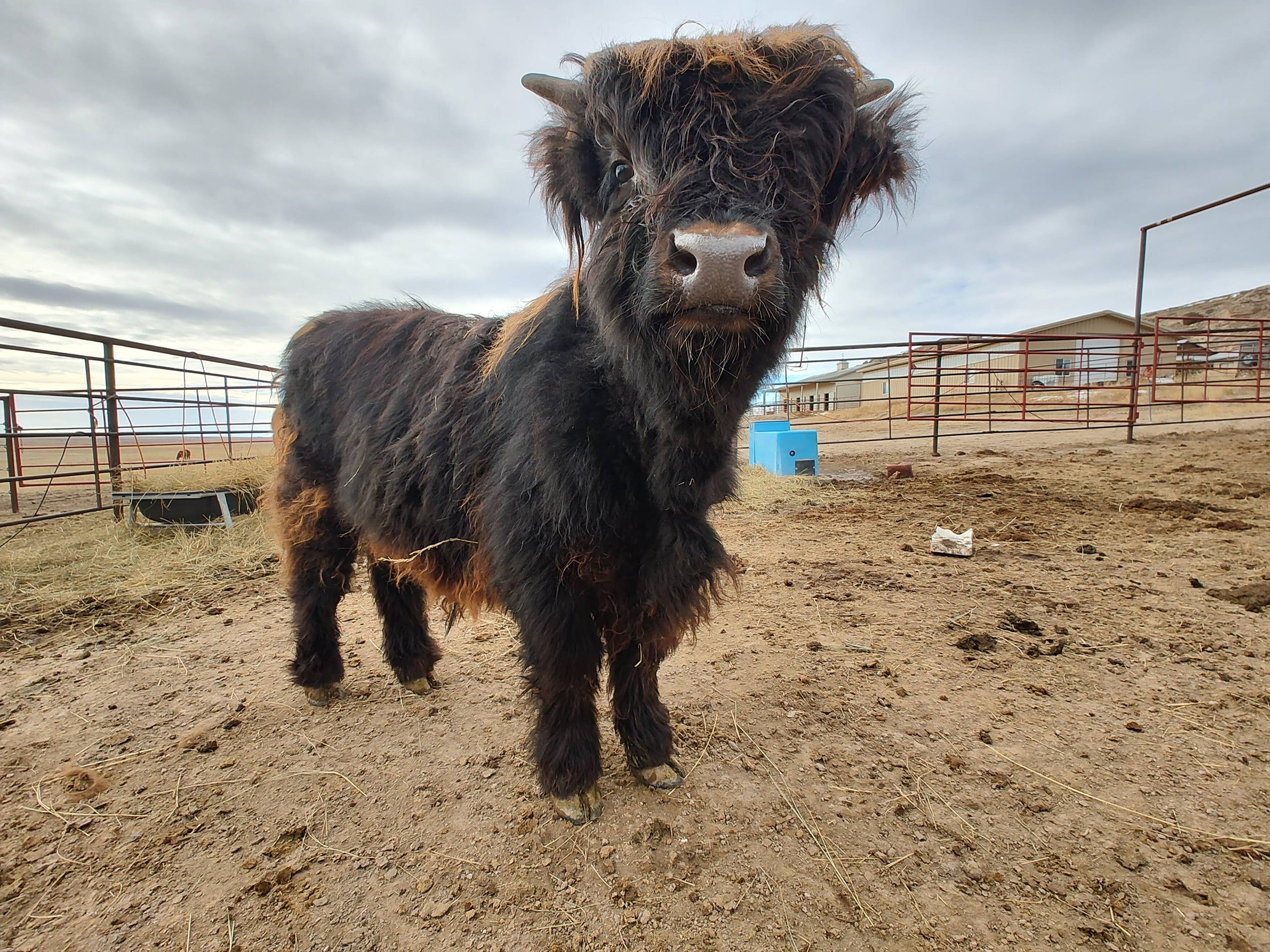 Meet each of our cows | Frontiera Ranch Highland Cattle