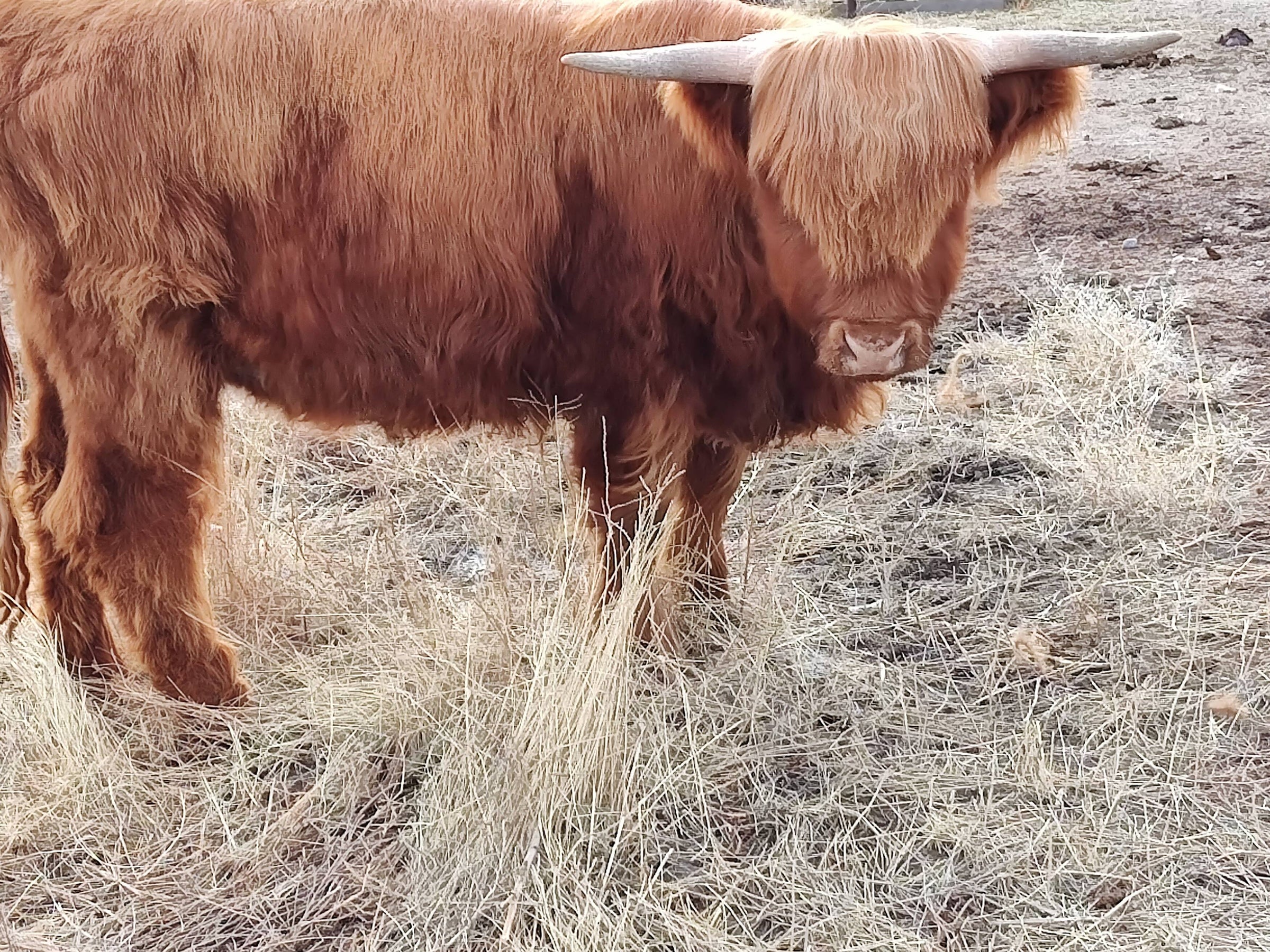 Meet each of our cows | Frontiera Ranch Highland Cattle